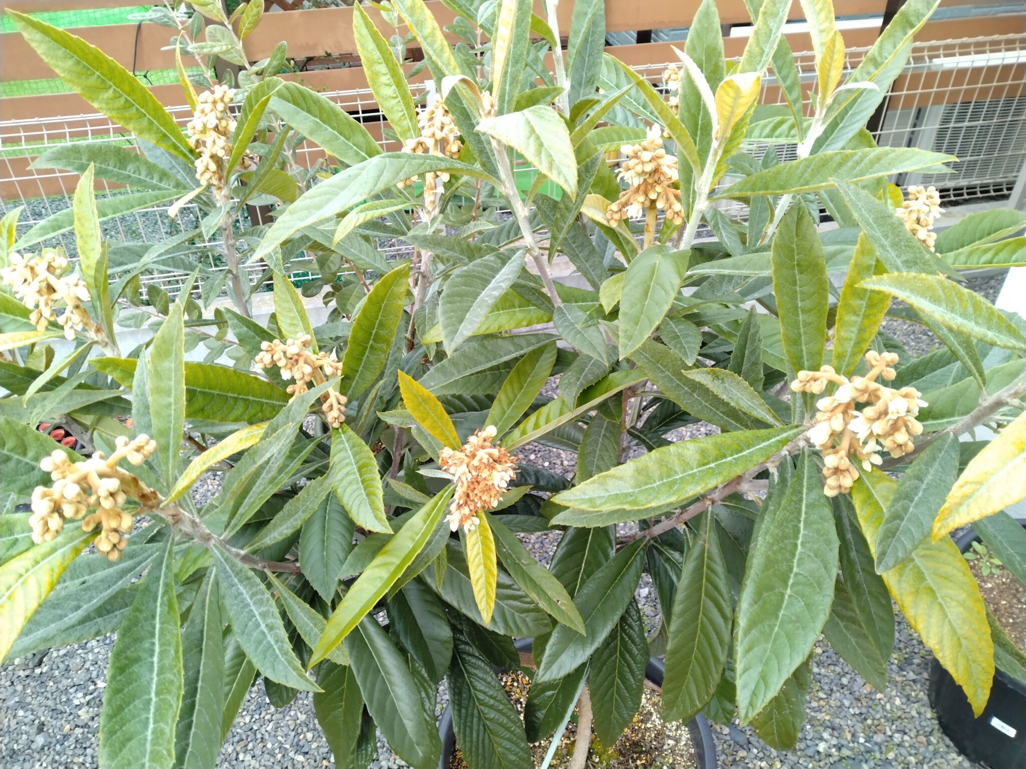ビワの鉢植え栽培で甘くてジューシーな実を収穫！初心者でも安心の育て方｜みにさんの壺 9596